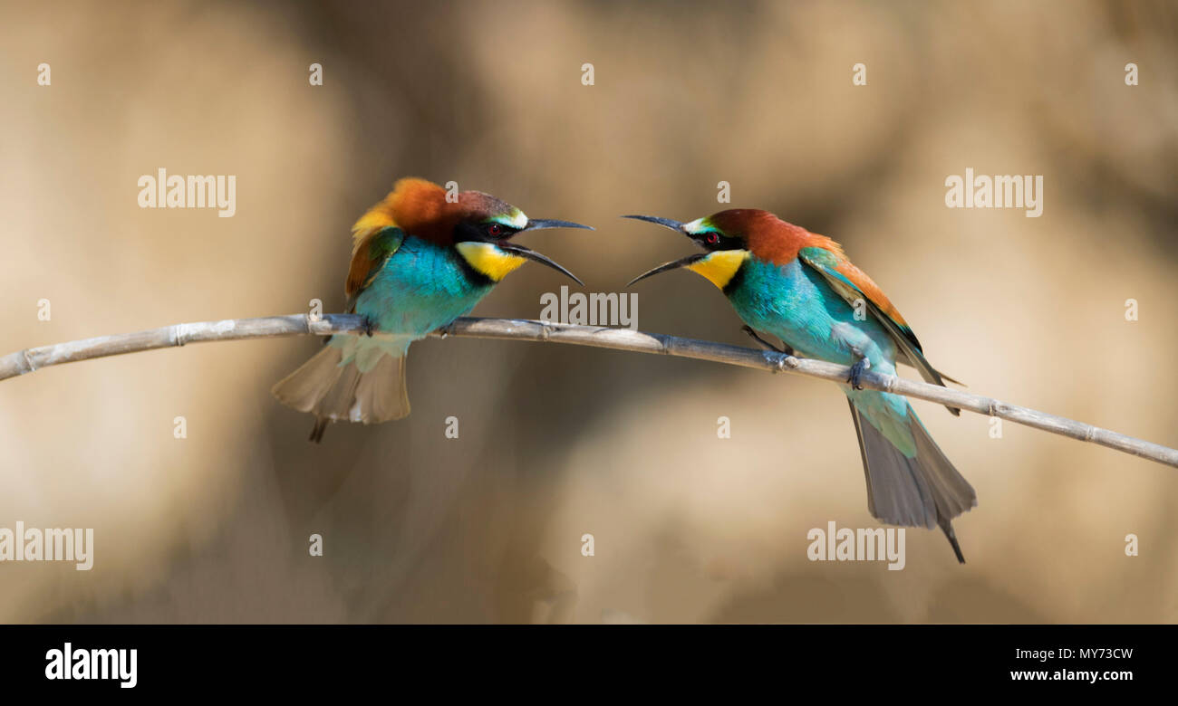 The European bee-eater (Merops apiaster) colony in Nin, Croatia Stock ...