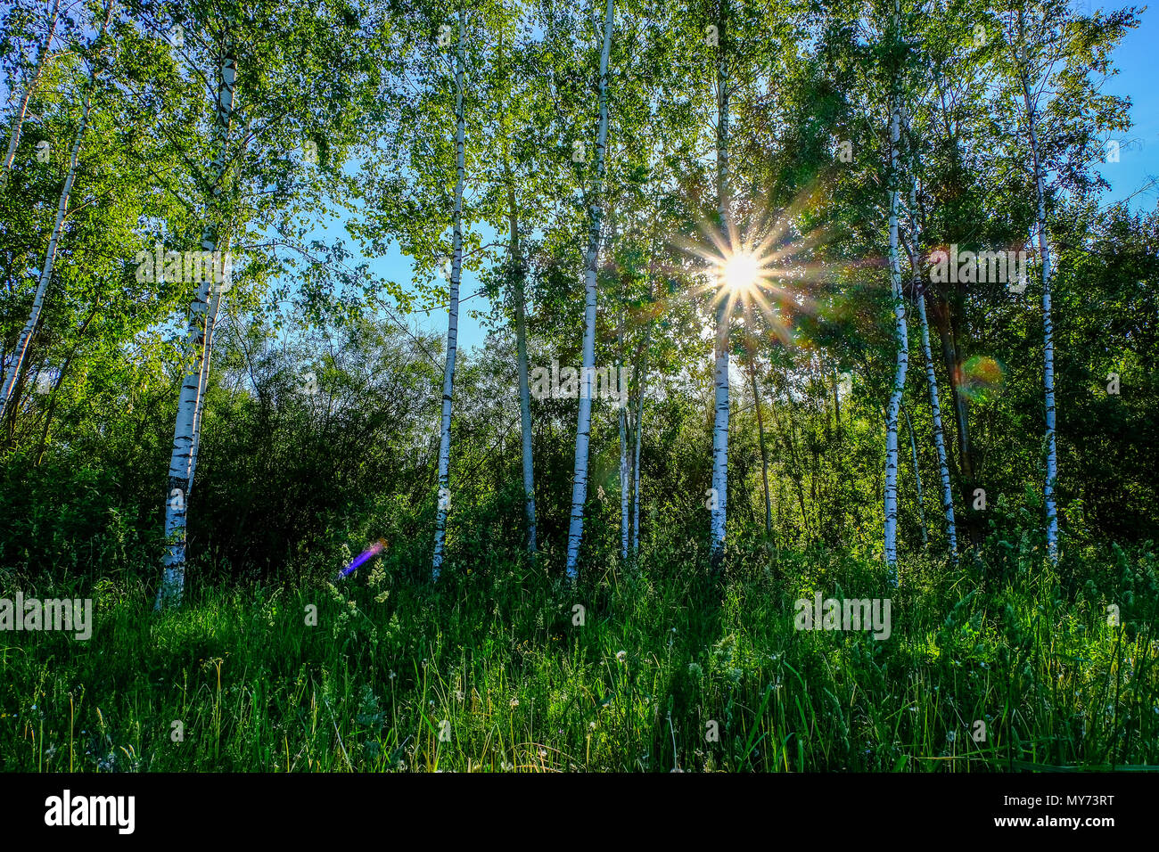 birch tree leaves and branches against dark background with sun rays in ...