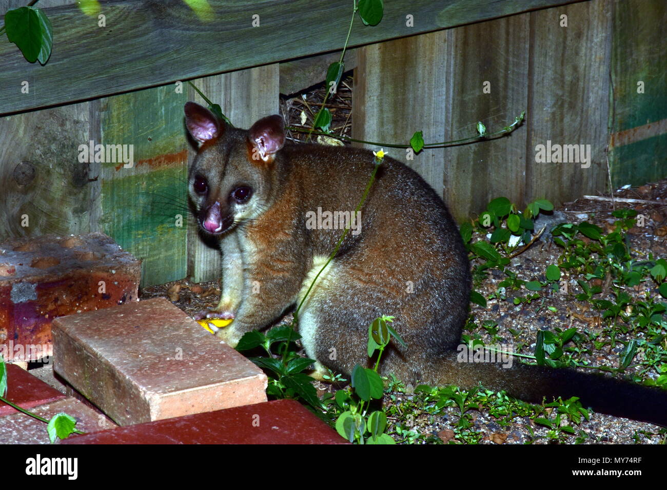 Common brush tail possum, Trichosurus vulpecula Stock Photo - Alamy