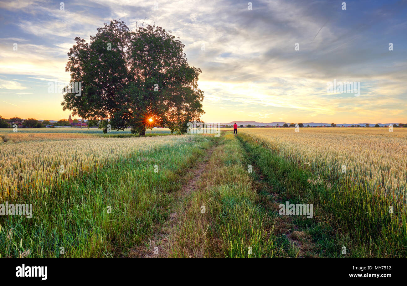 Beautiful sunset on wheat hi-res stock photography and images - Alamy
