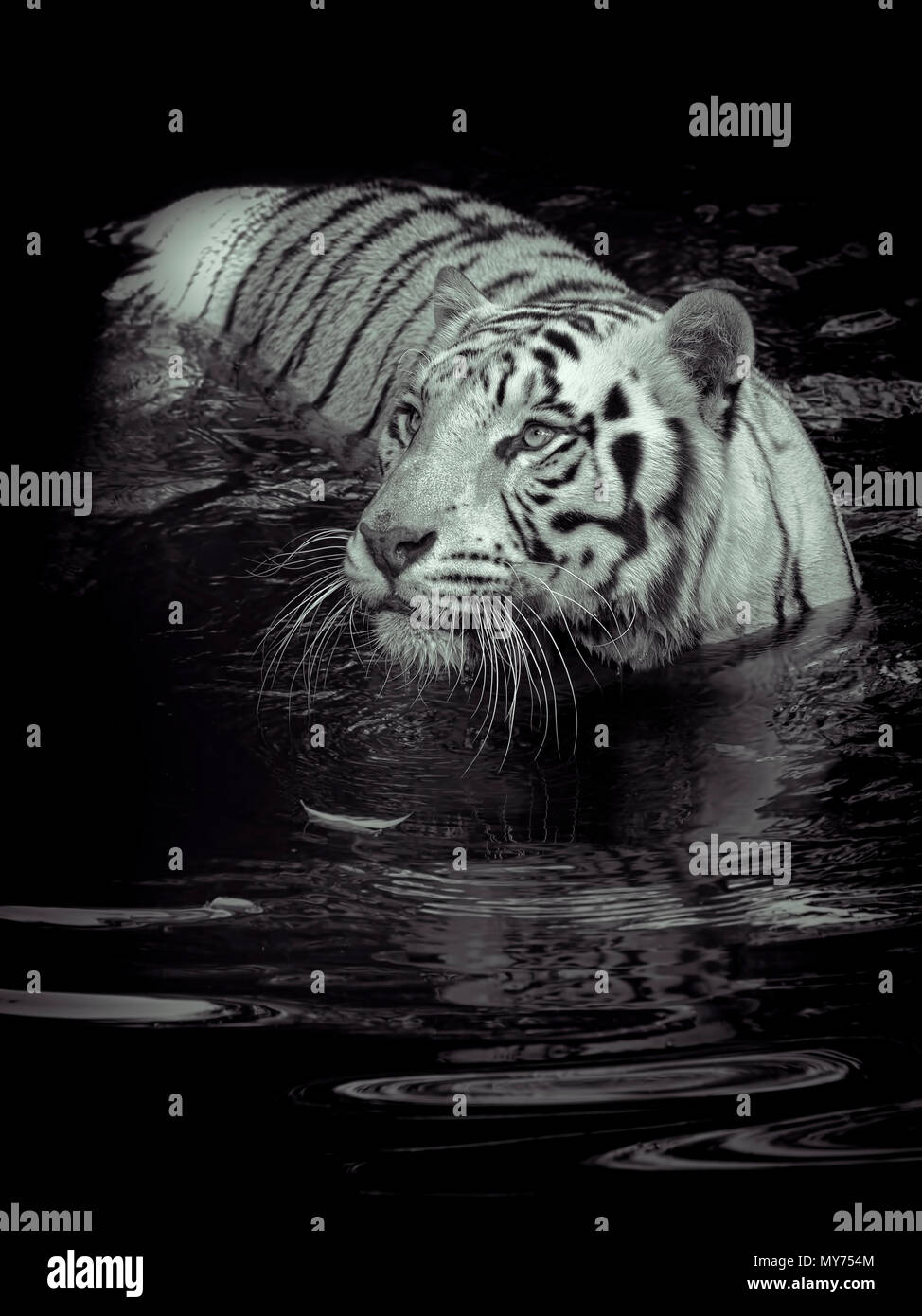 White tiger swimming in pool hi-res stock photography and images - Alamy