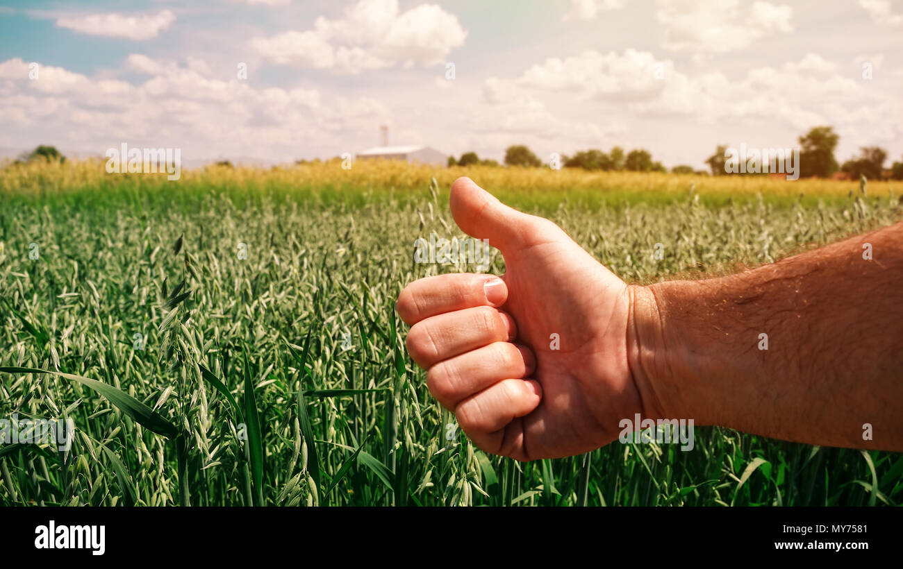 Satisfied farmer agronomist gesturing thumbs up after analyzing oats ...