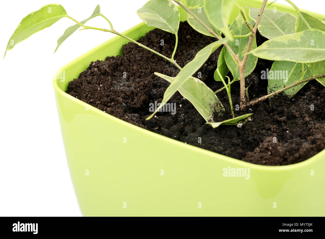 Ficus in flower pot hi-res stock photography and images - Alamy