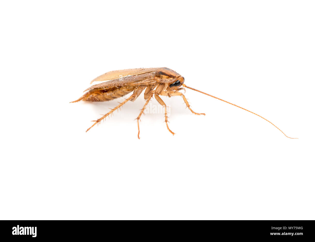 Brown cockroach hi-res stock photography and images - Alamy