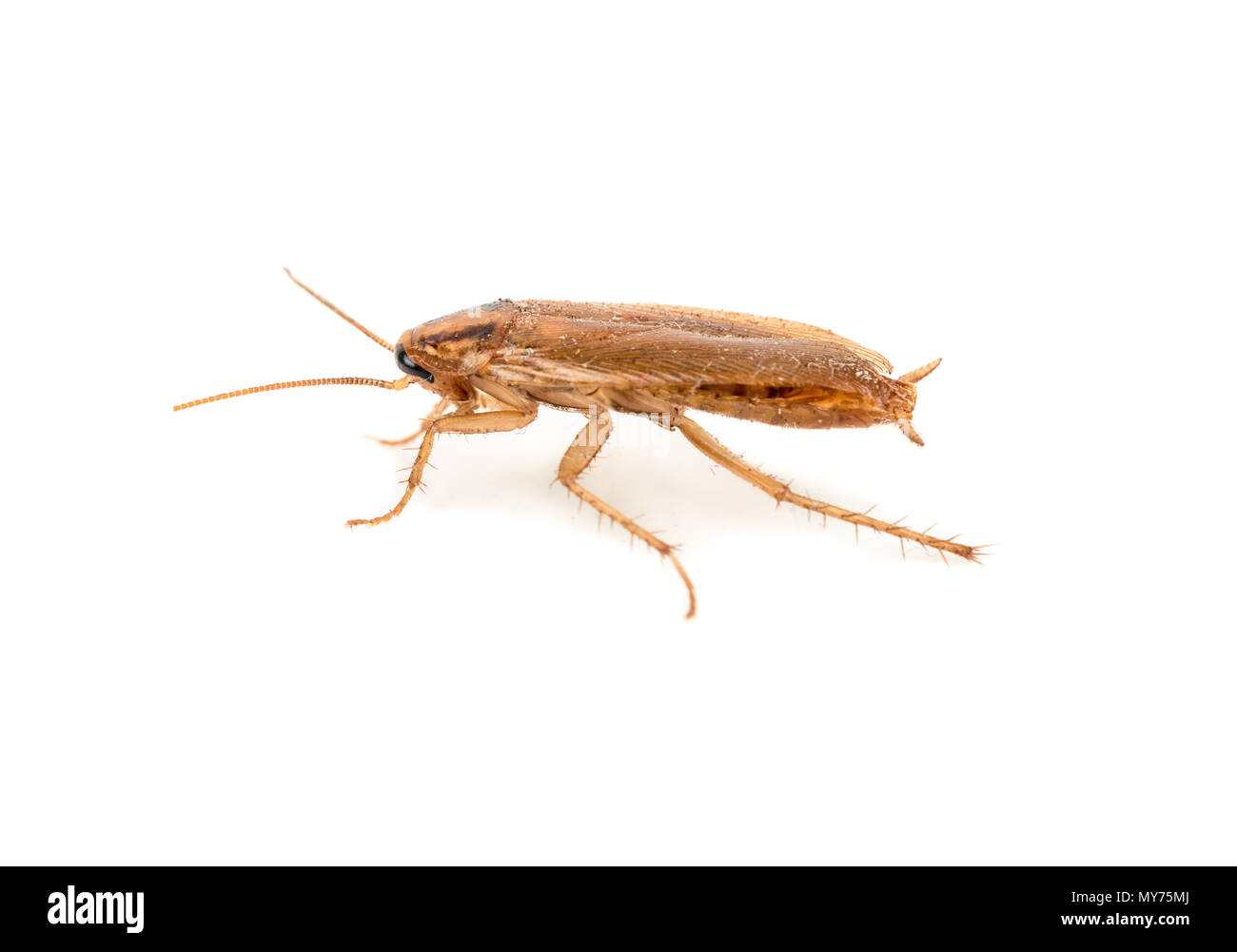 Small brown cockroach isolated on white background Stock Photo - Alamy