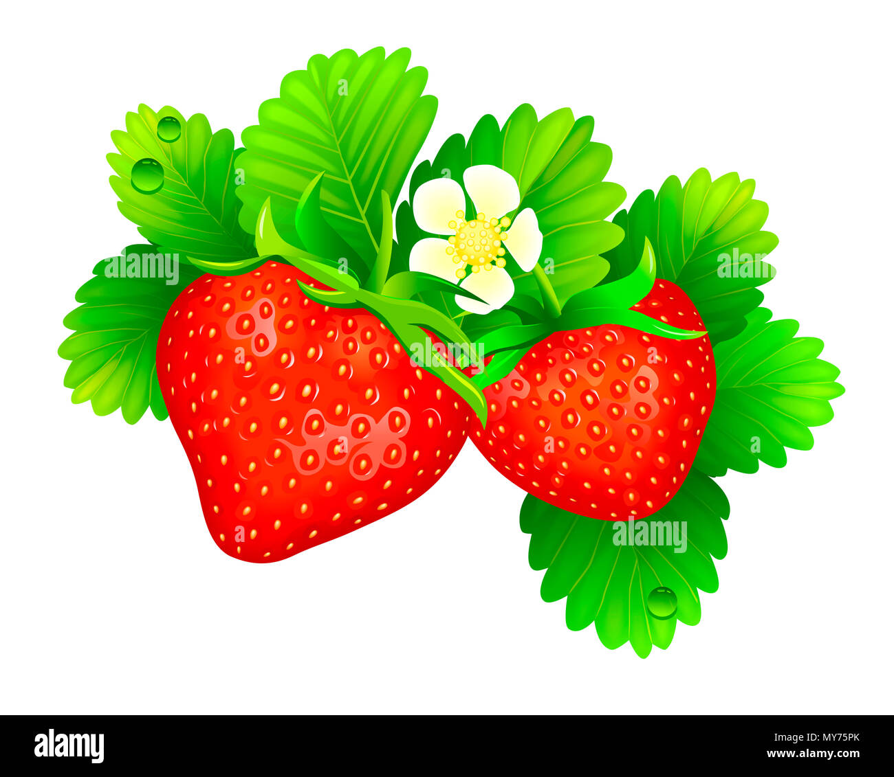 Strawberry with leaves on a white background. A strawberry bush on a ...