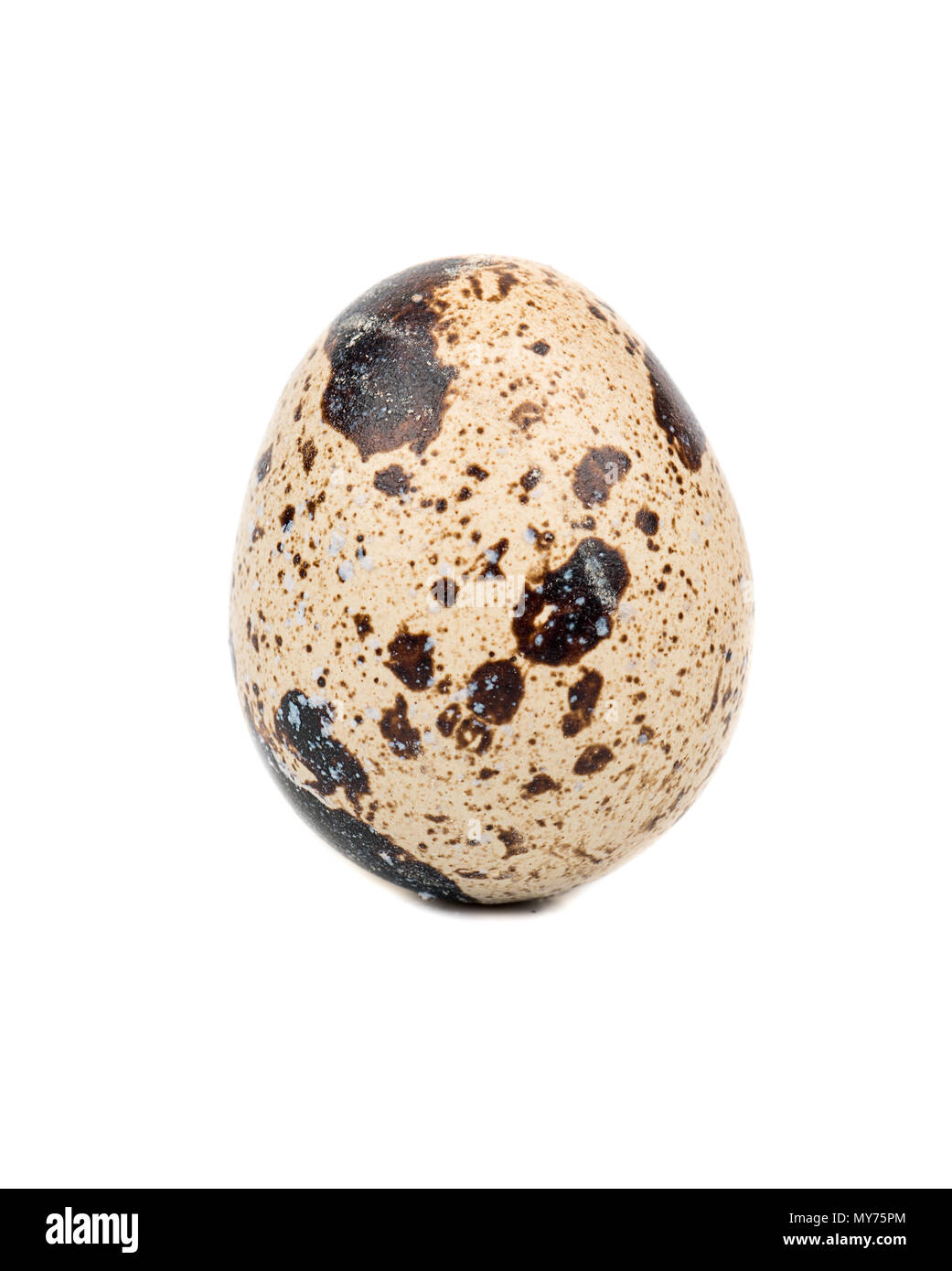 Spotted quail egg isolated on white background Stock Photo - Alamy