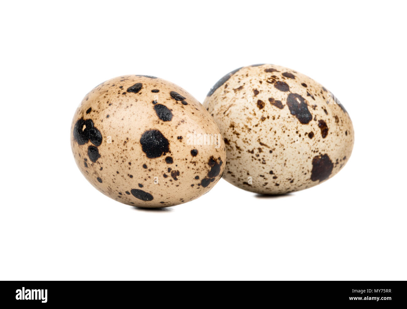 Two raw spotted quail eggs isolated on white background Stock Photo - Alamy