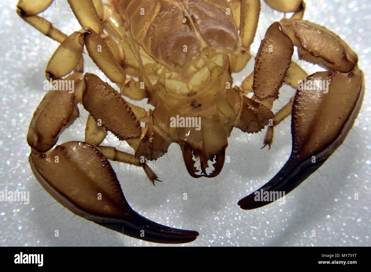 Australian scorpion hi-res stock photography and images - Alamy