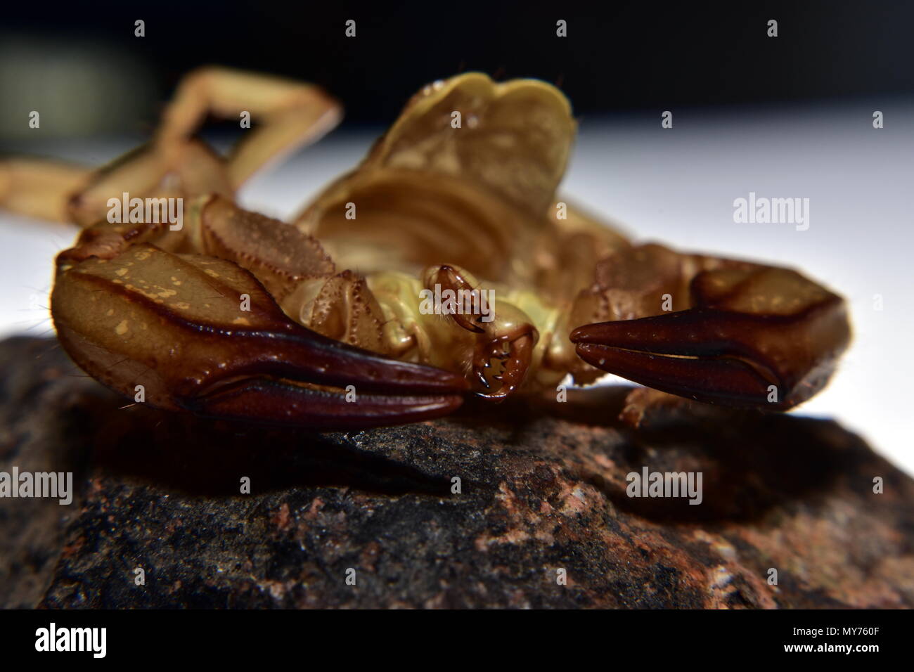 Australian scorpion hi-res stock photography and images - Alamy