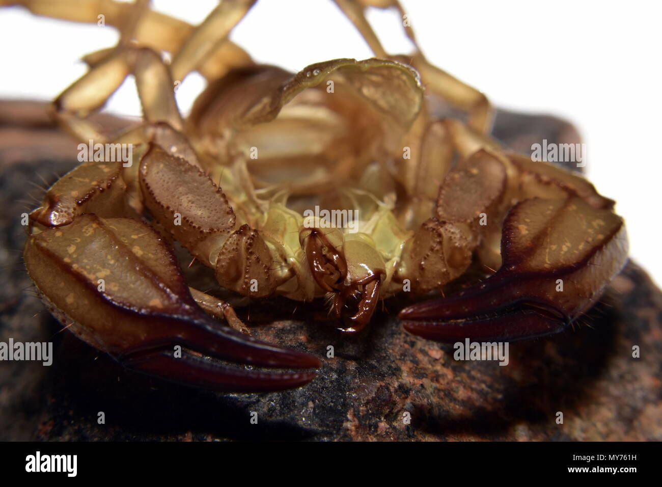 Australian scorpion hi-res stock photography and images - Alamy
