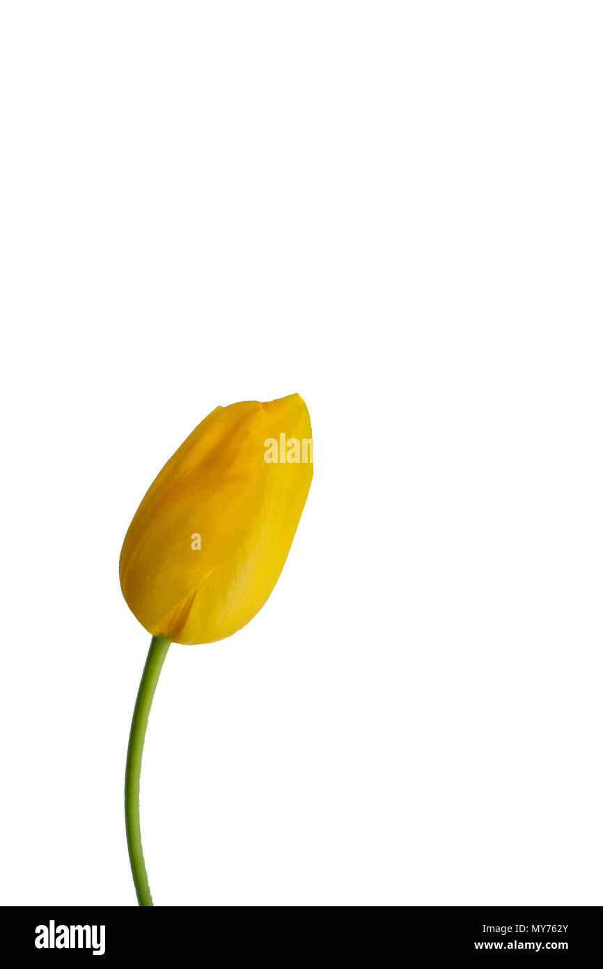 Single yellow isolated tulip against white background Stock Photo - Alamy