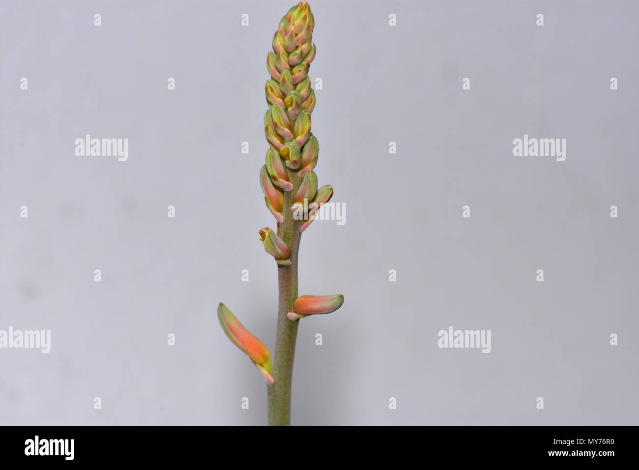 Elongated flower form hi-res stock photography and images - Alamy
