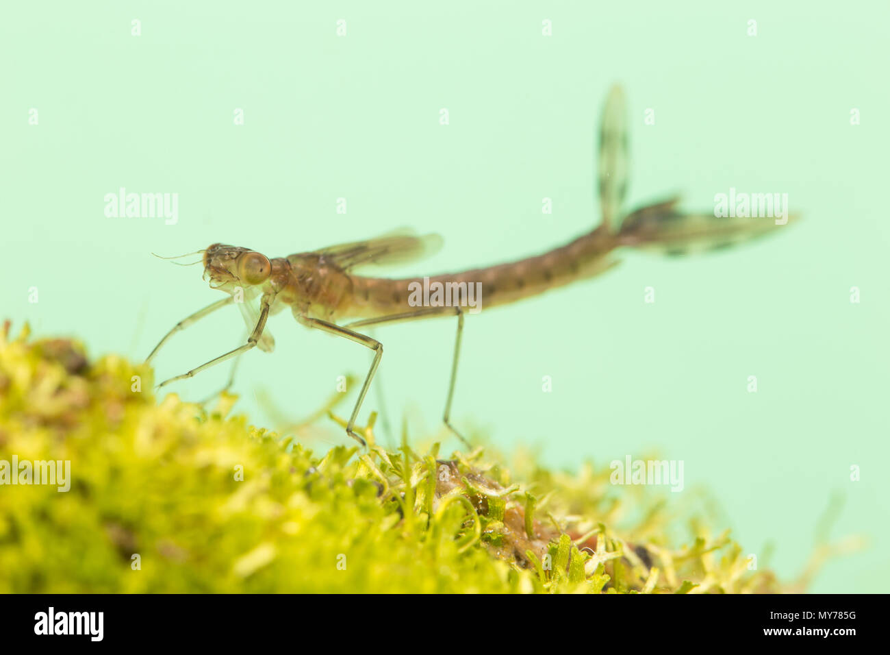 Spreadwing damselfly larvae Stock Photo - Alamy