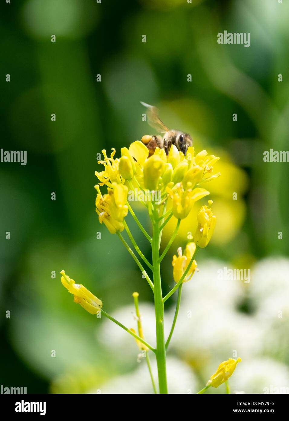 bee in summer Stock Photo - Alamy