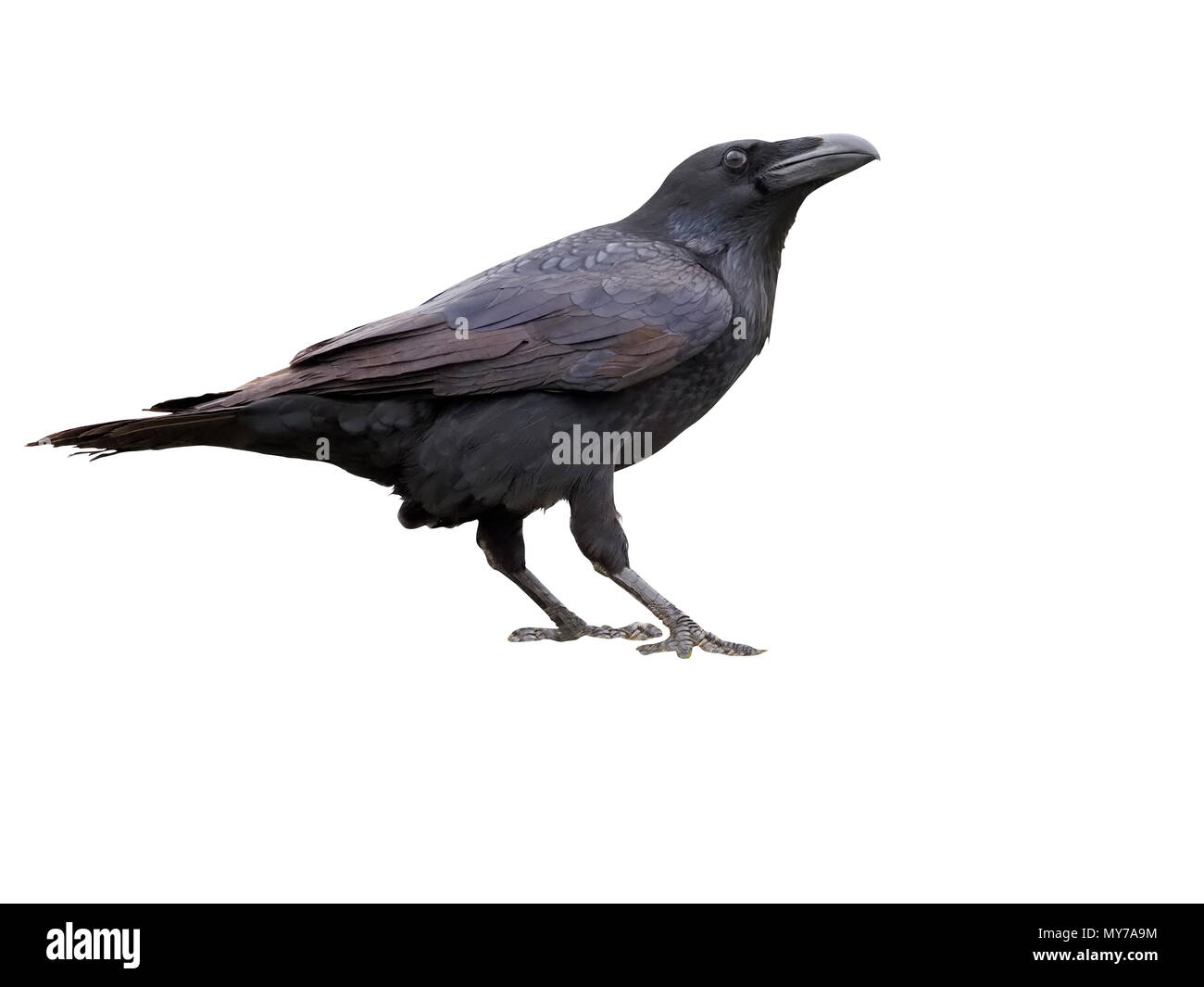 Raven bird Cut Out Stock Images & Pictures - Alamy