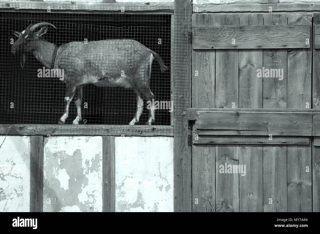 Goat standing in window of a wattle and daub building, Jarrow Hall ...