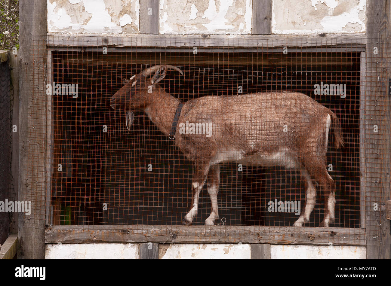 Goat standing in window of a wattle and daub building, Jarrow Hall ...