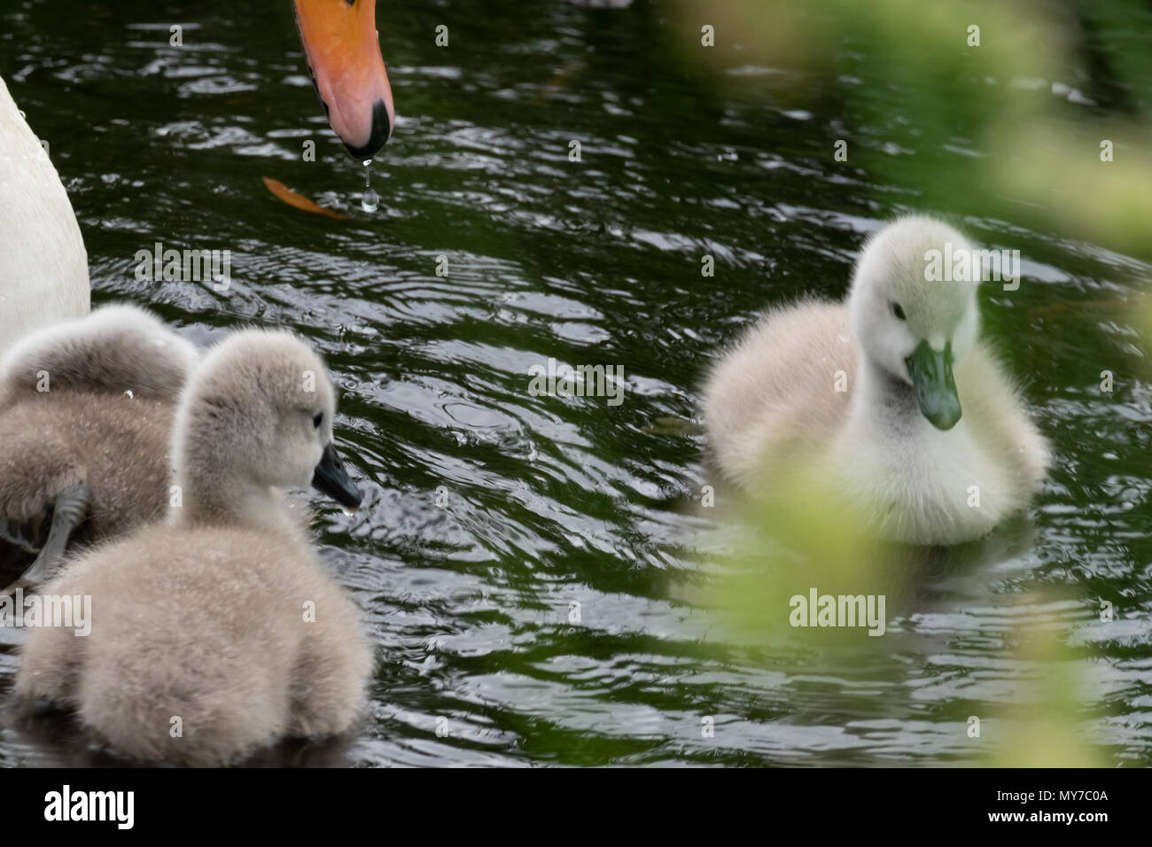 new born cygnet baby swan on pond Stock Photo - Alamy