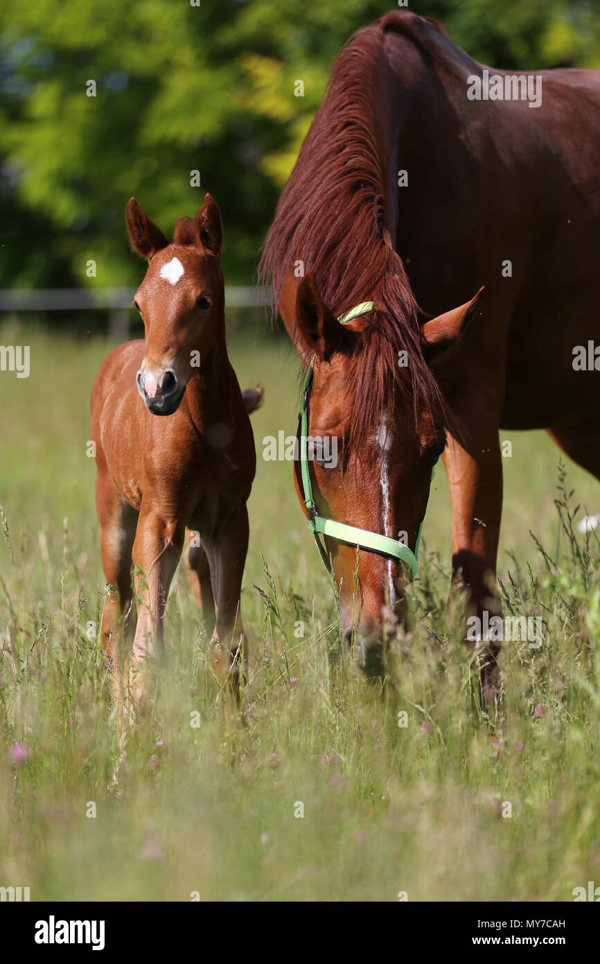 Closeup photo of a young beautiful mare with her newborn filly on ...