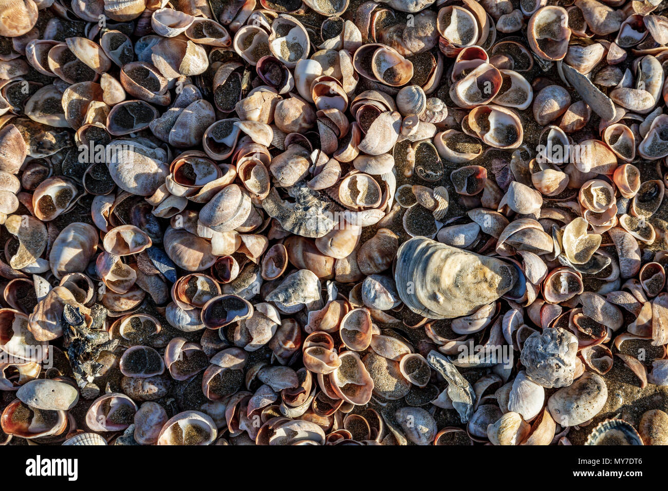 Stack of seashells hi-res stock photography and images - Alamy