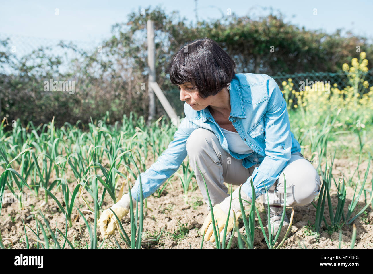 Weeding hi-res stock photography and images - Alamy