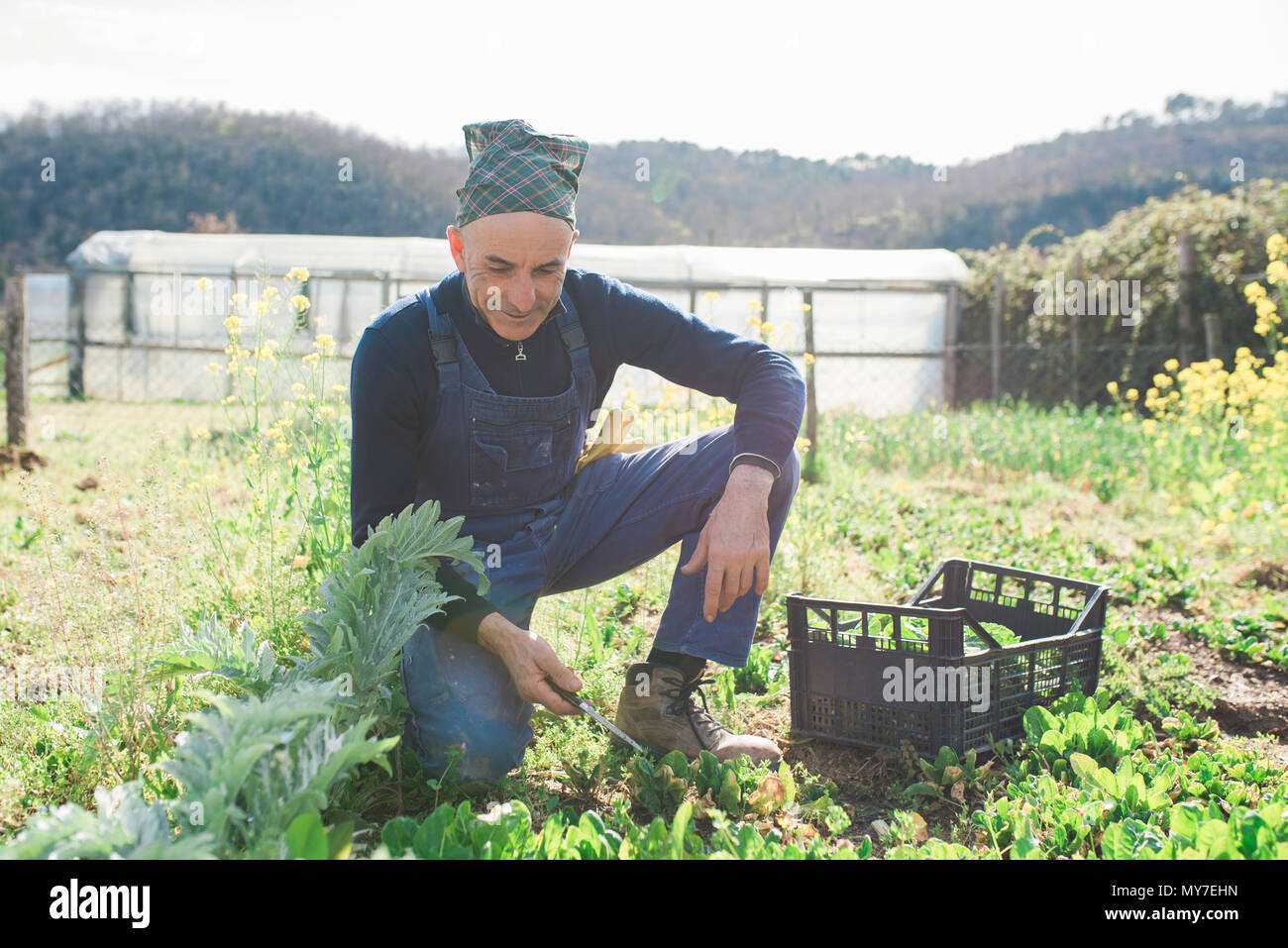 Weeding an allotment hi-res stock photography and images - Alamy