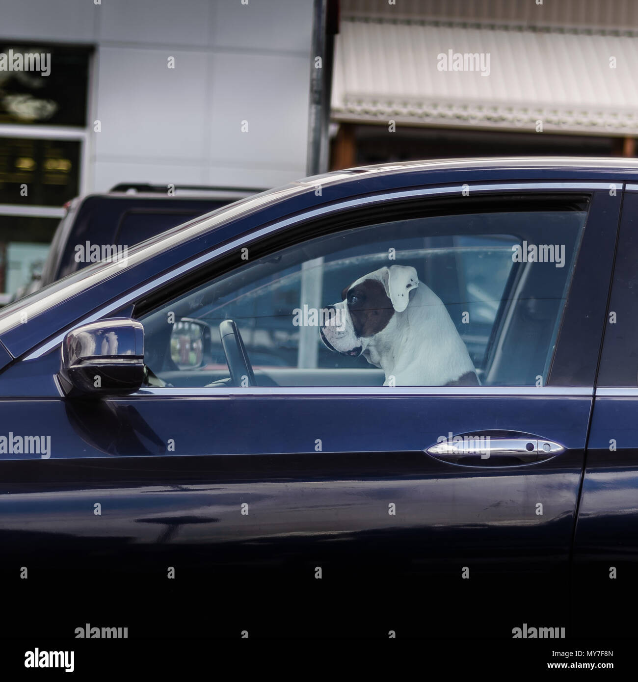 Car side view hi-res stock photography and images - Alamy
