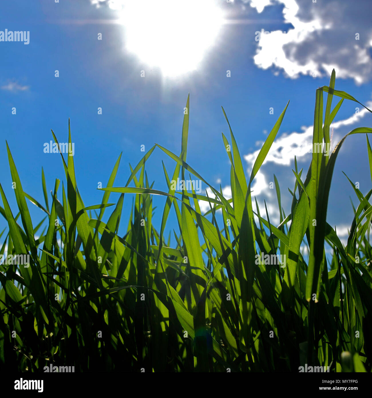 Blade of wheat hi-res stock photography and images - Alamy