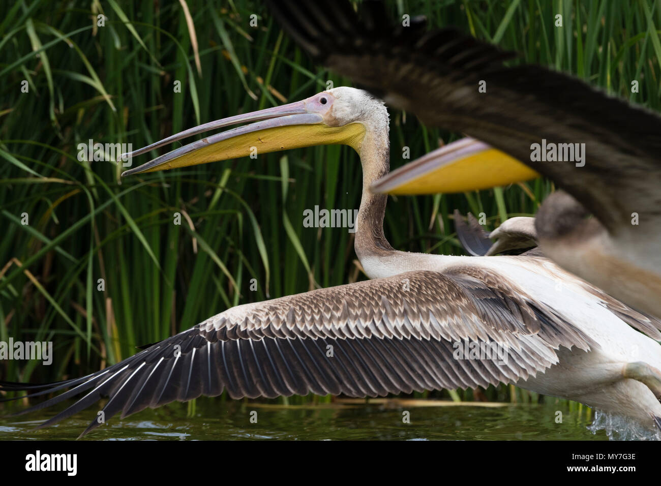 Great white pelican (Pelecanus onocrotalus), Lake Jipe, Tsavo, Coast ...