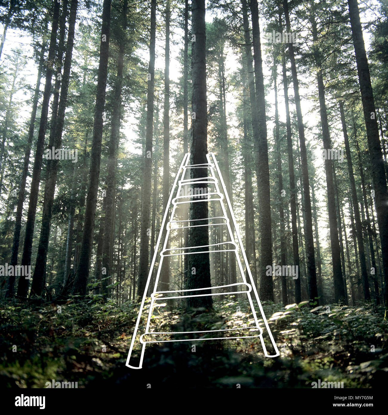 Ladder representation in a forest, France Stock Photo - Alamy