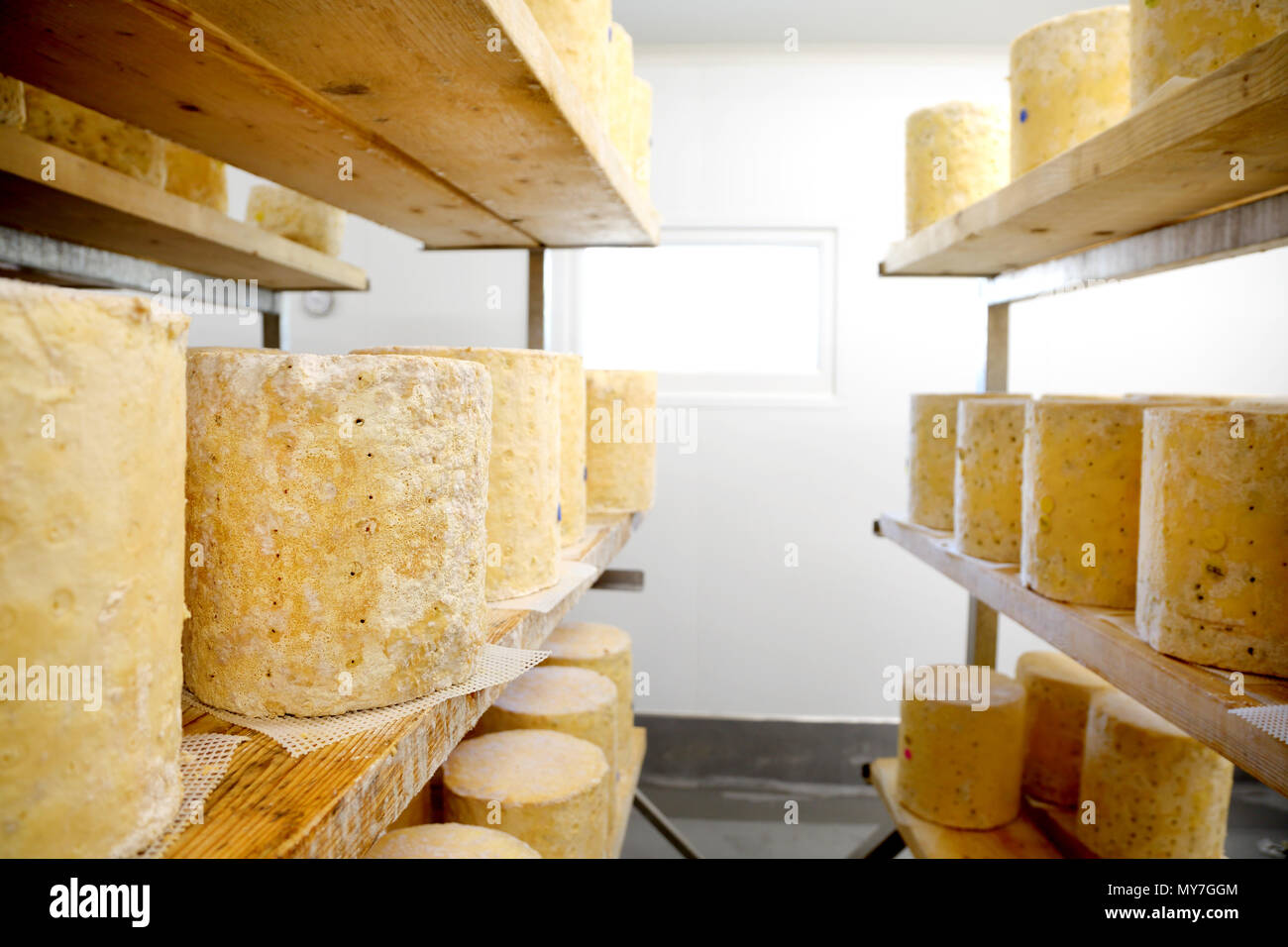 Large cheese wheel hi-res stock photography and images - Alamy