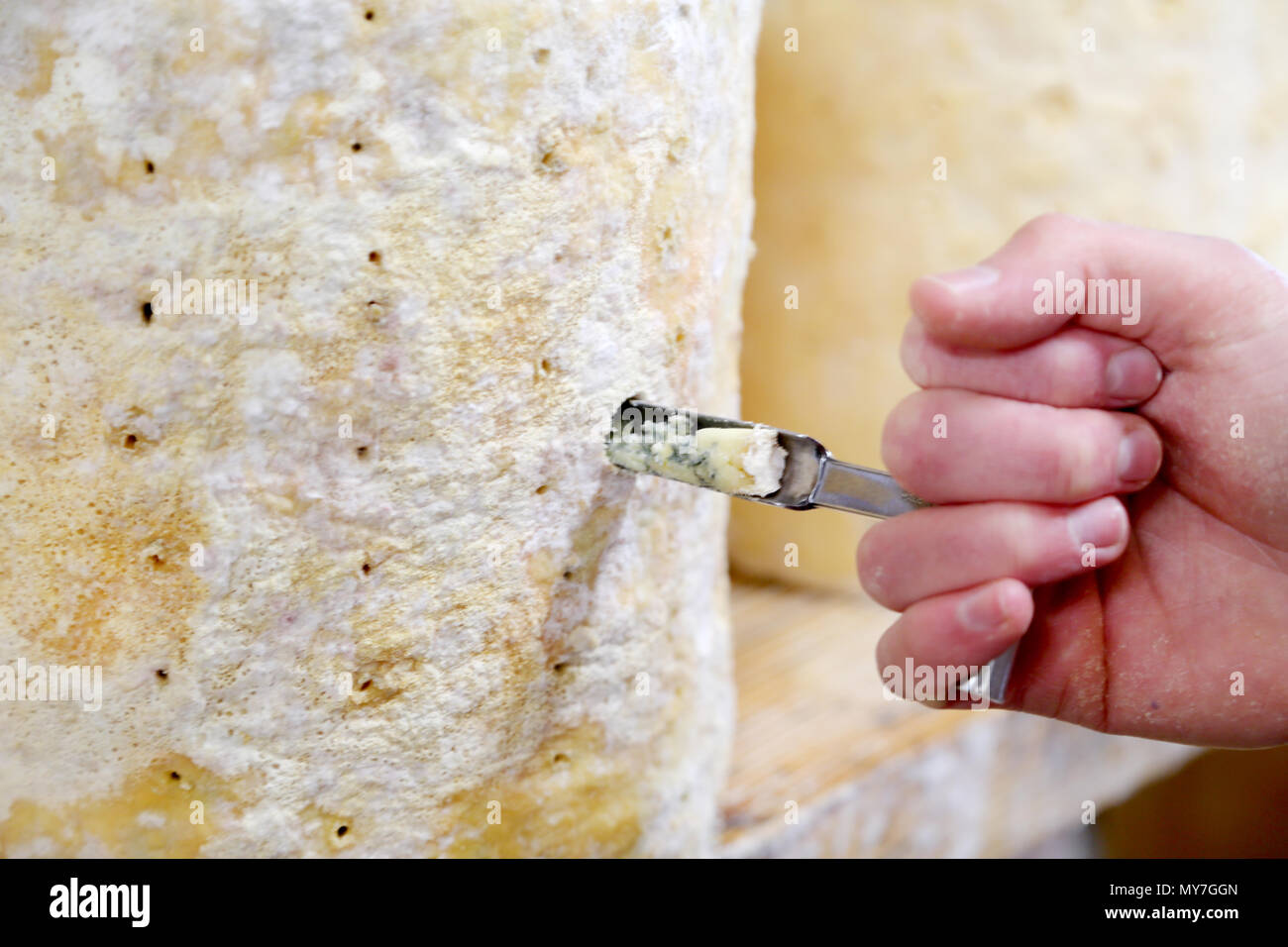 Cheese maker coring a stilton to check mould formation, close up of ...