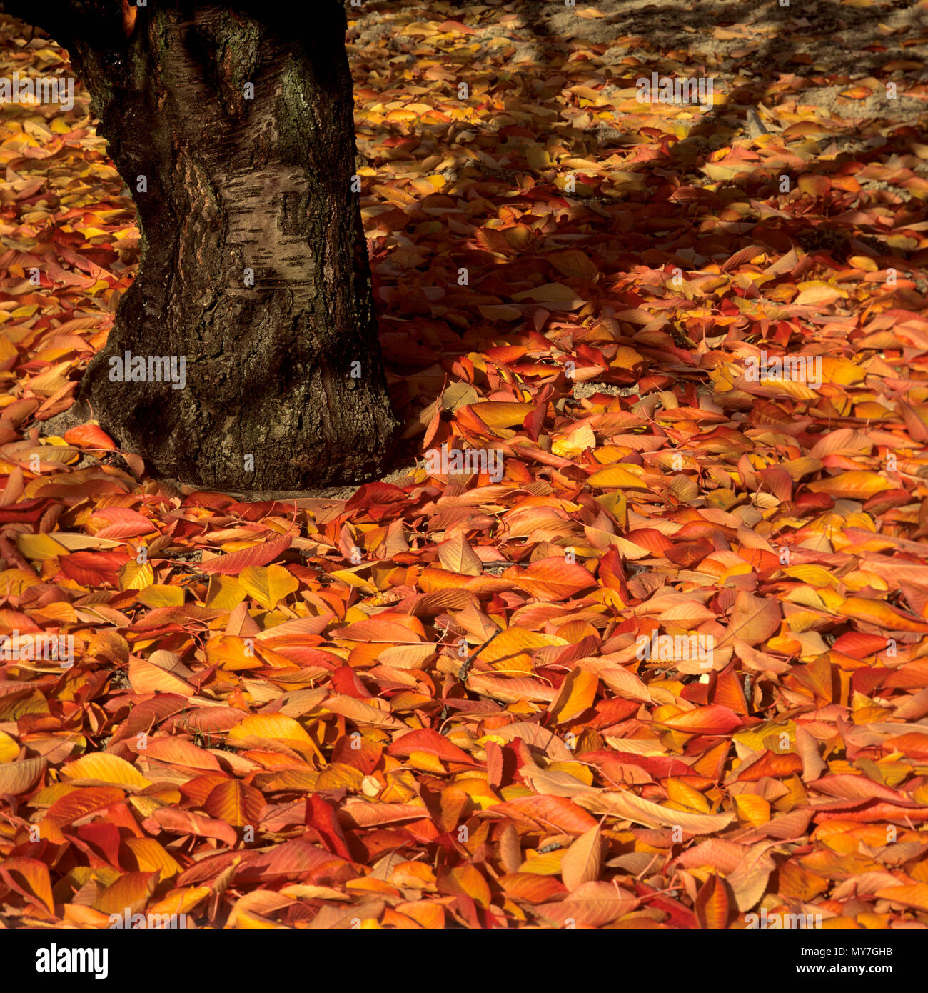 Falling fruit tree hi-res stock photography and images - Alamy