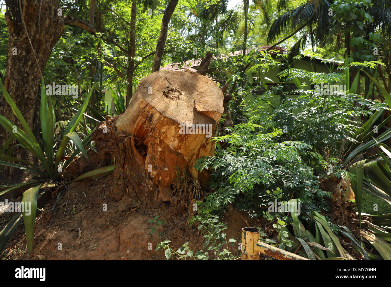 forest tree log Stock Photo - Alamy