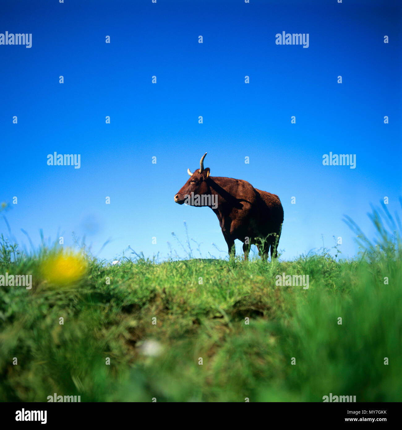 Salers cow hi-res stock photography and images - Alamy