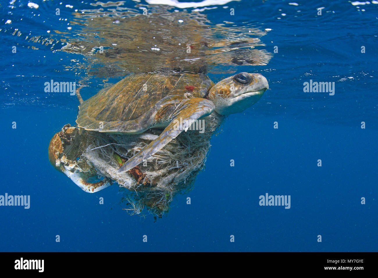 Olive Ridley High Resolution Stock Photography and Images - Alamy