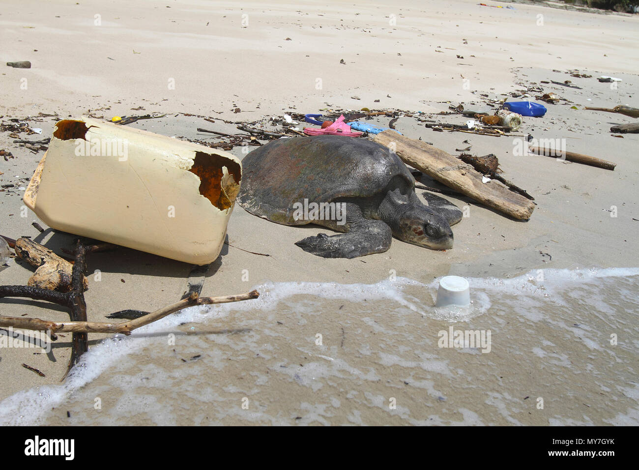 Dead Turtle Plastic High Resolution Stock Photography and Images - Alamy