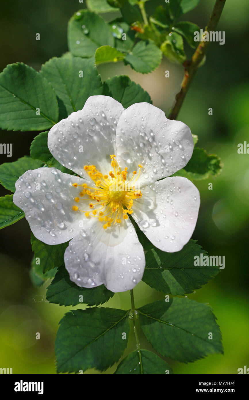 White dog rose hi-res stock photography and images - Alamy