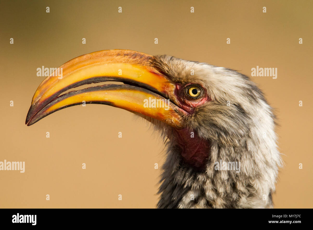 Southern Yellow-billed Hornbill (Tockus leucomelas), animal portrait ...
