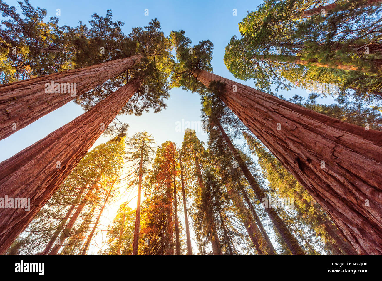 Giant Sequoia Trees Stock Photo - Alamy