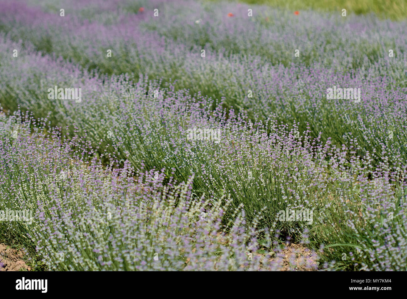 Rows of lavender bushes in a garden Stock Photo - Alamy