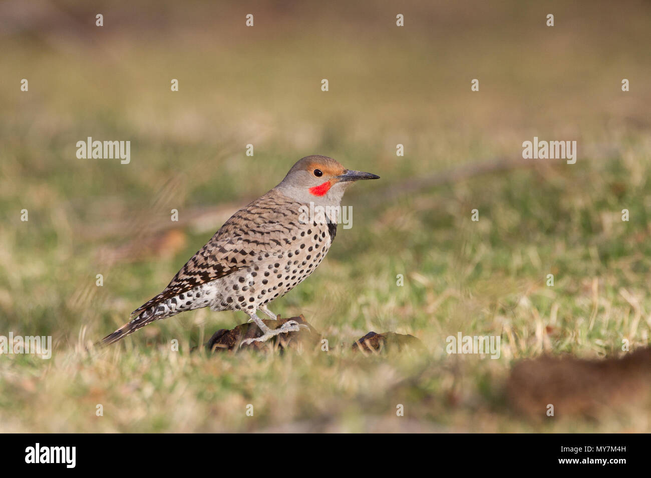 A red-shafted flicker perched on dried cow dung in southern Arizona ...