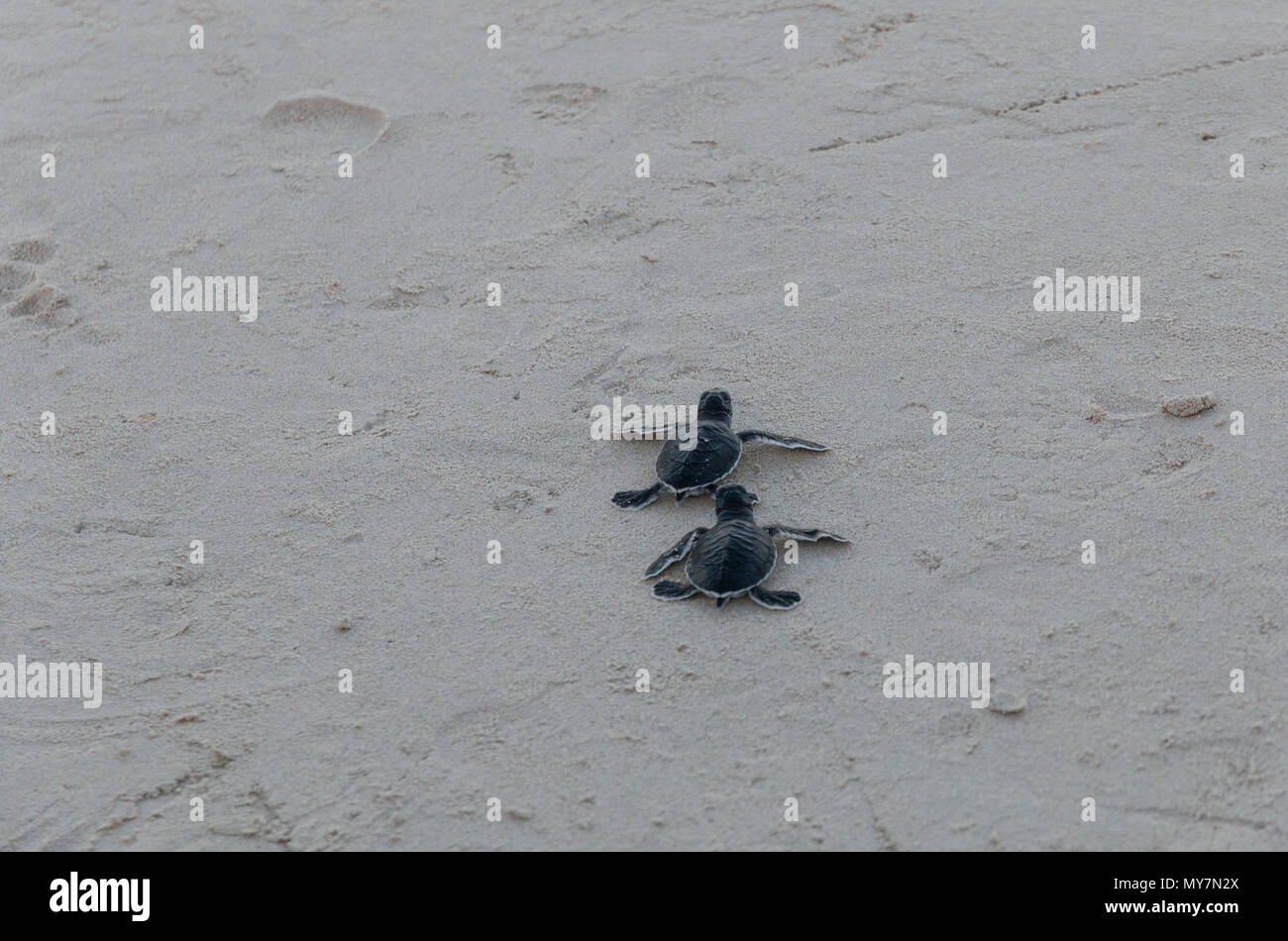 Green sea turtle hatchlings hi-res stock photography and images - Alamy