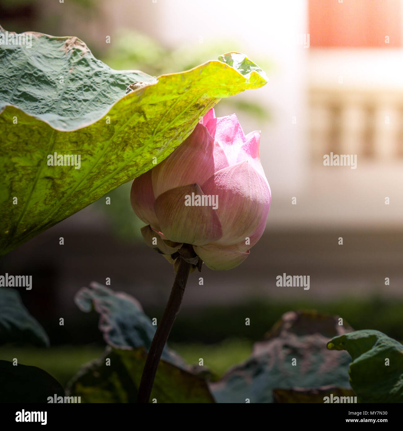 Beautiful grand lotus under huge leaf with sun light Stock Photo - Alamy