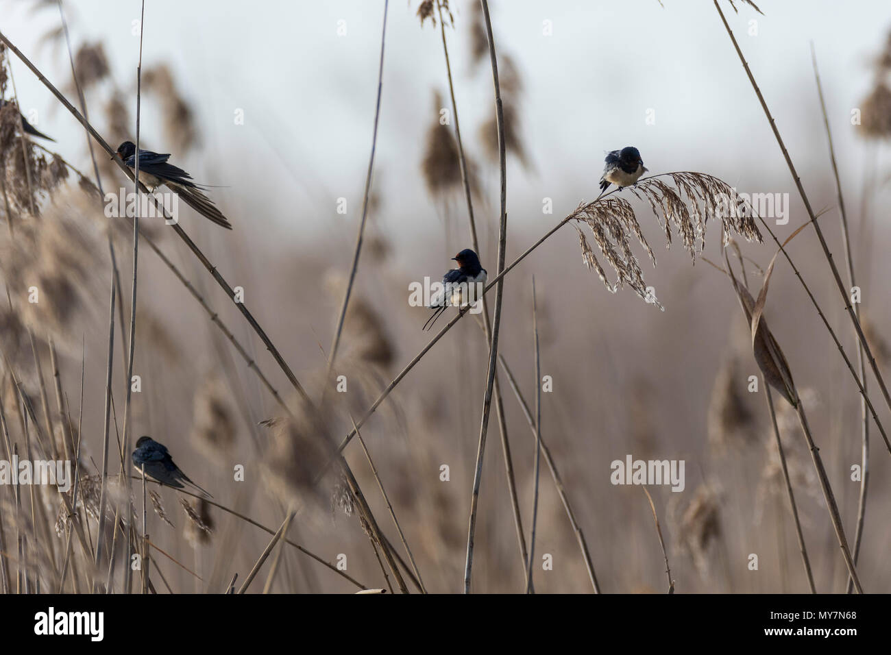 Crna Mlaka, Croatia Stock Photo - Alamy