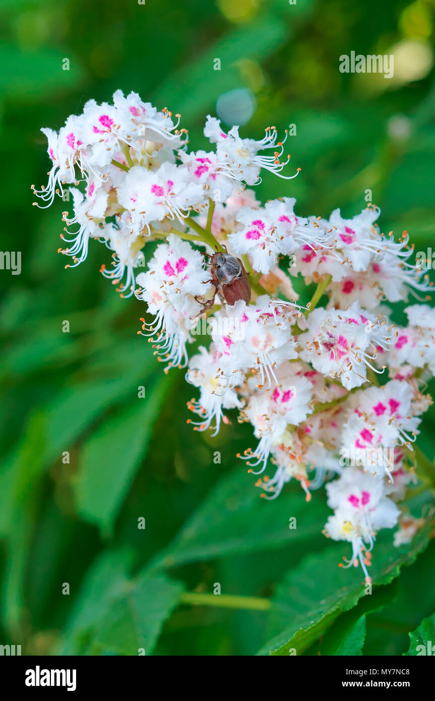 Chestnut Blooms High Resolution Stock Photography and Images - Alamy