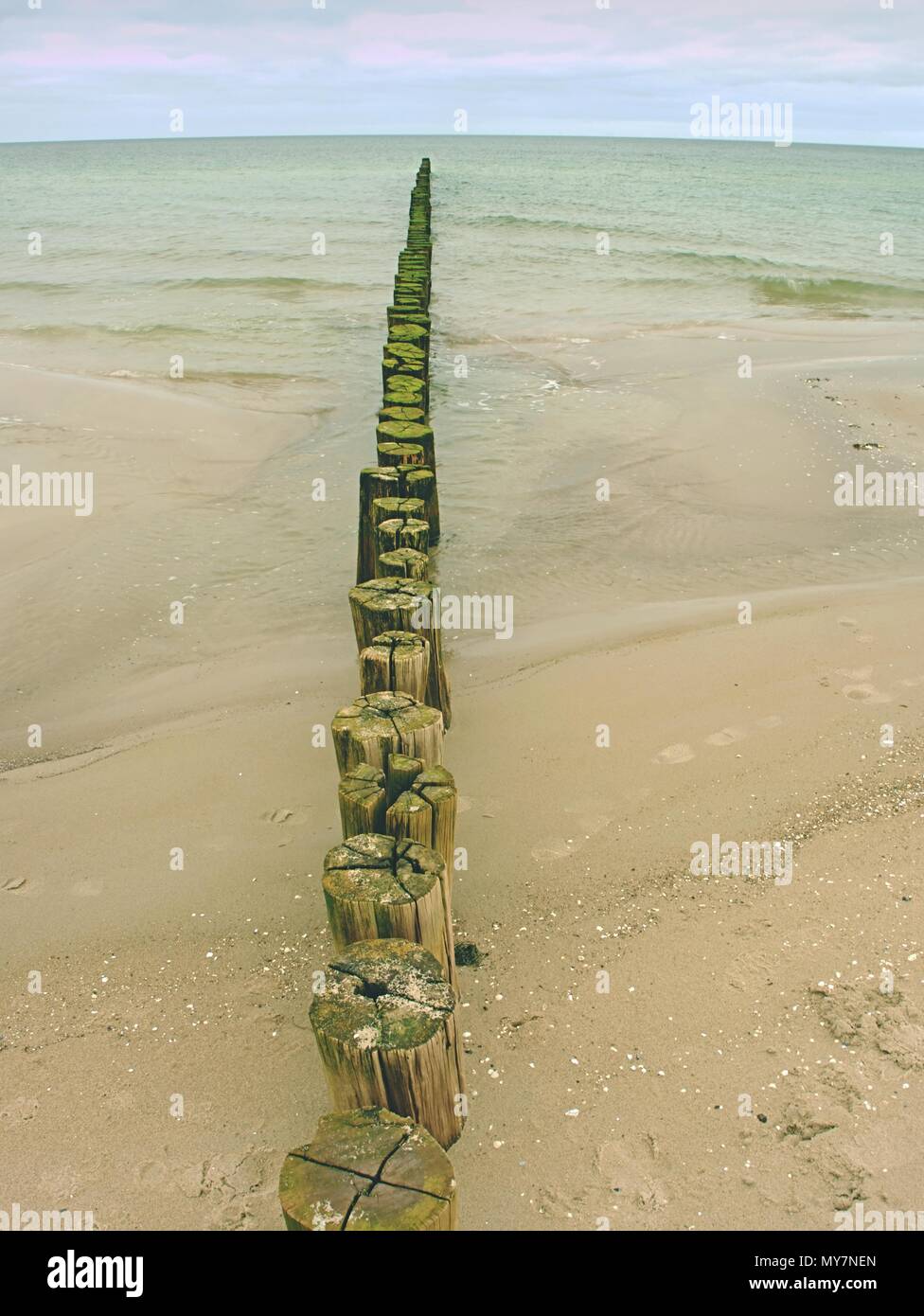 Old wooden groyne structure covered with green algae on beach during ...