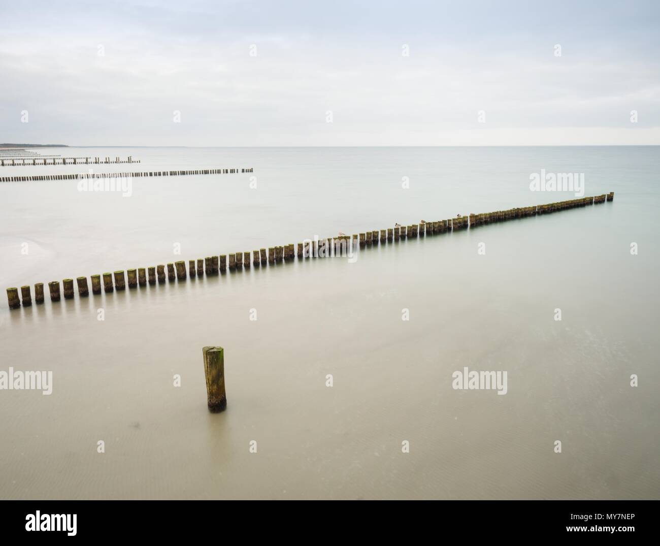 Old wooden groyne structure covered with green algae on beach during ...