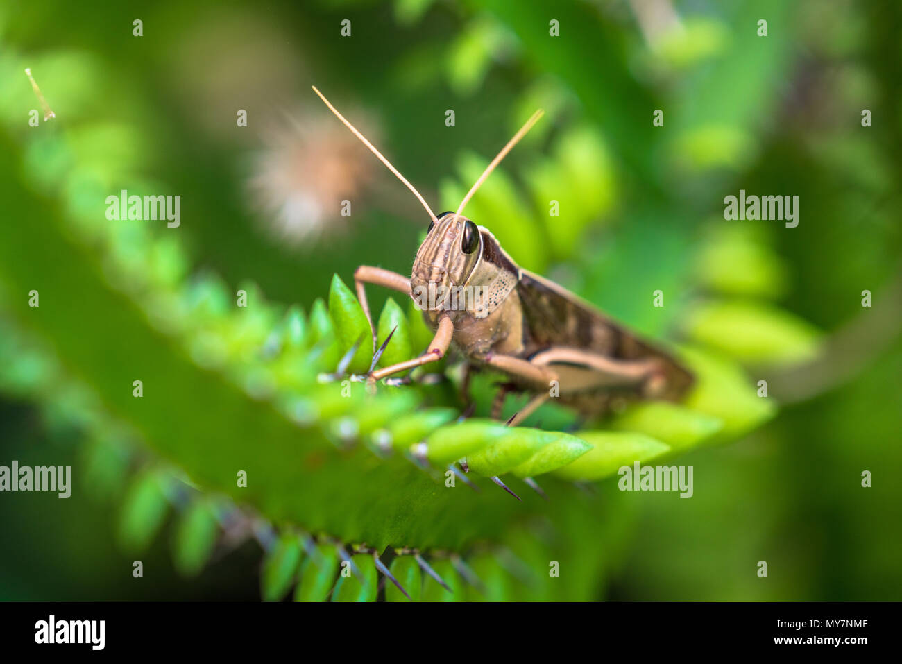 Grasshopper sitting on a branch Stock Photo - Alamy